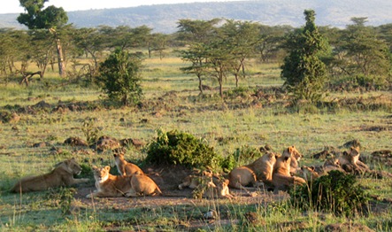 Mara Predator Project: The Marsh Pride’s Family Vacation